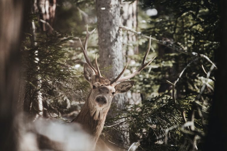 How to Hunt Deer in Thick Woods and Brush - HuntingSage