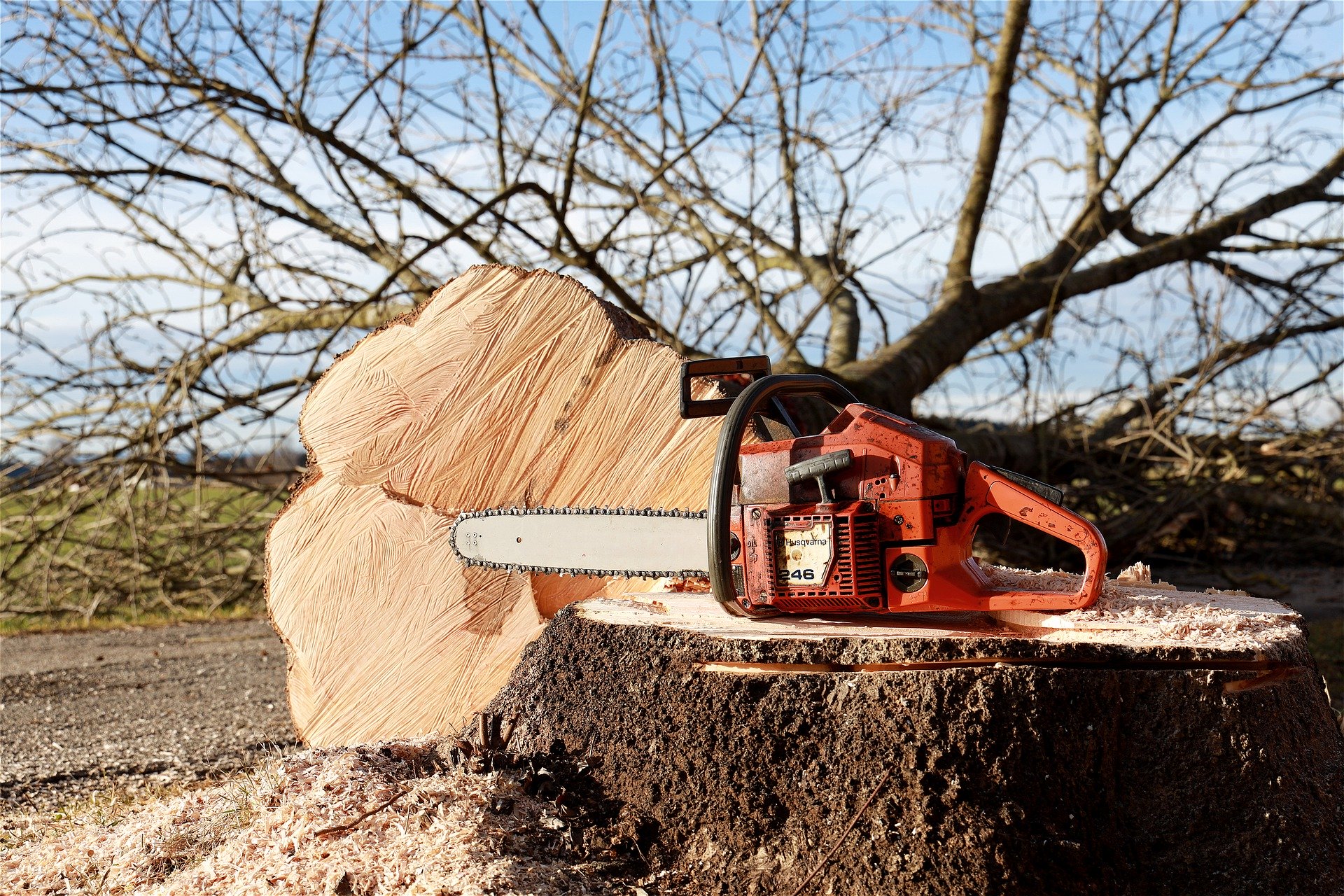 How to Hinge Cut Poplar and Pine Trees - HuntingSage