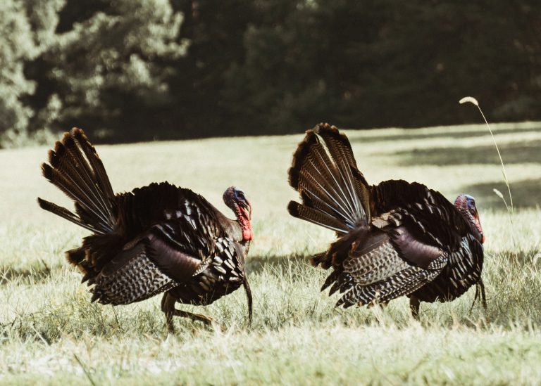 How Far Do Turkeys Travel? Farther Than You Think - HuntingSage