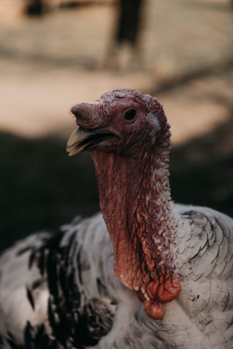 How Far Can a Turkey See - HuntingSage