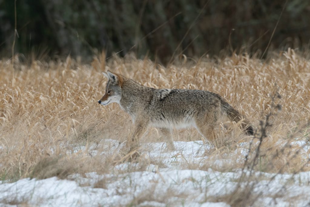 What To Do With Guts After Field Dressing - HuntingSage