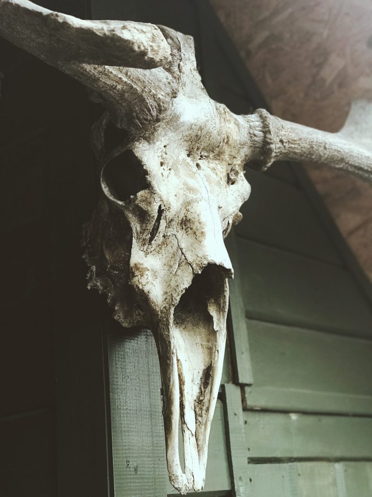 Bleaching Skulls: Your How To Guide - HuntingSage