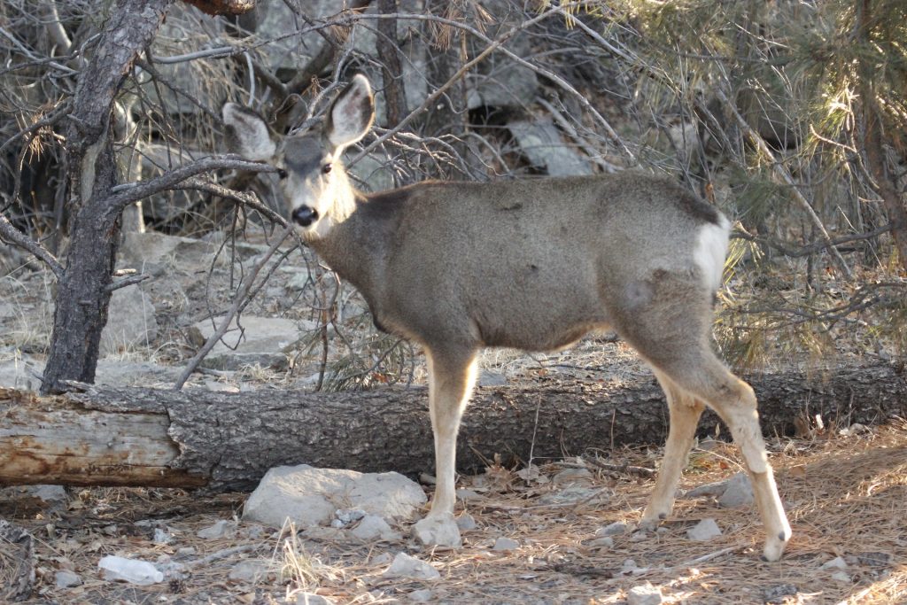 How Fast Can a Deer Run? - HuntingSage