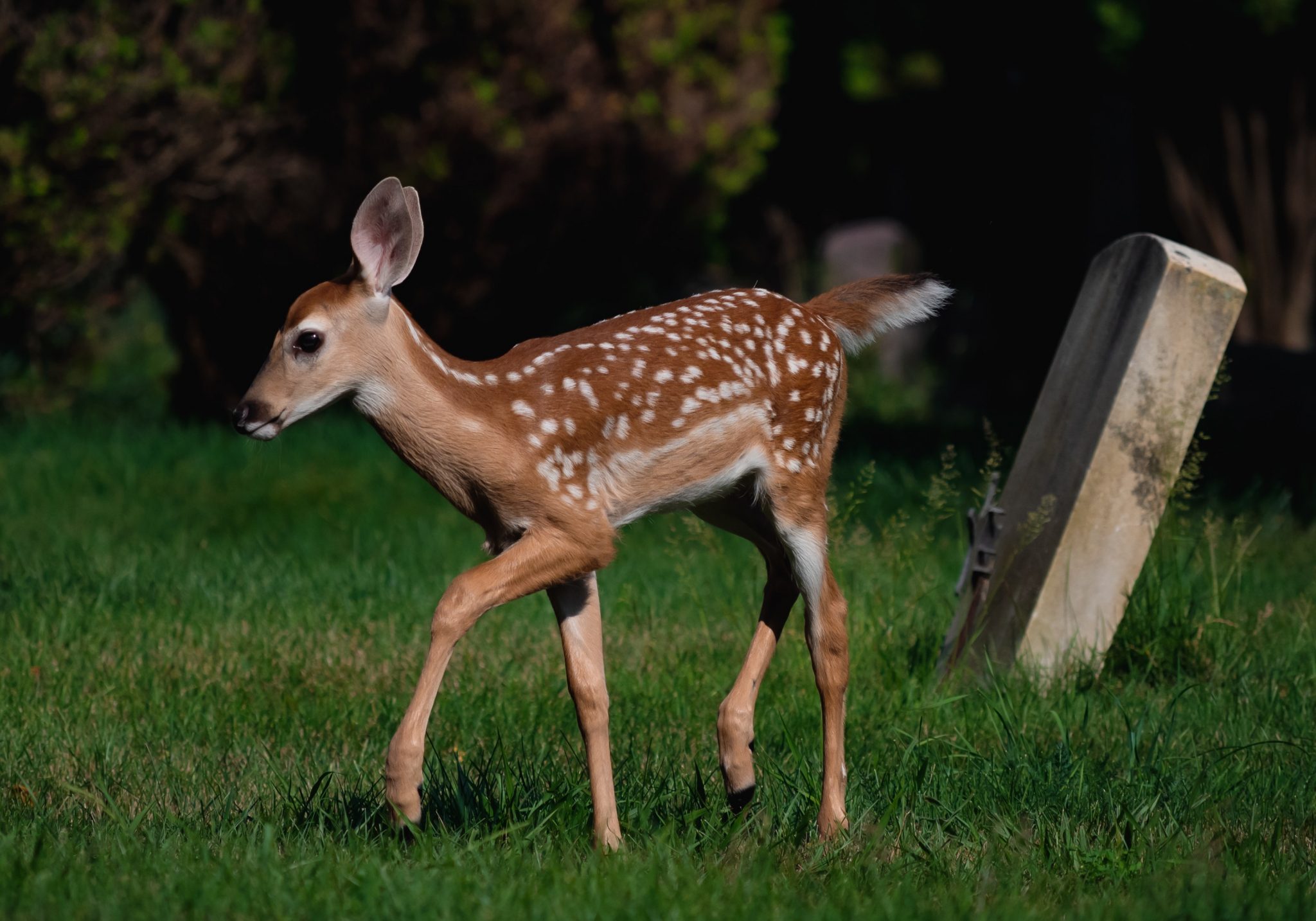 When Do Deer Lose Their Spots? - HuntingSage