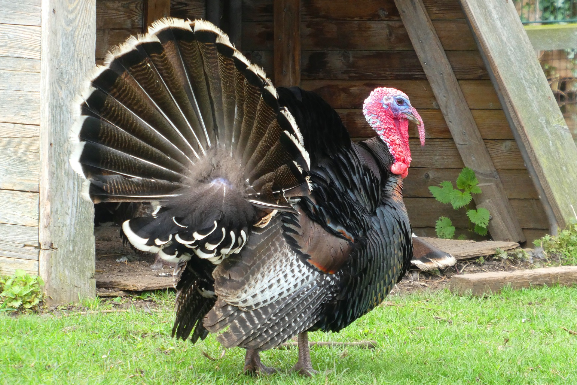 Male Vs. Female Turkeys: How to tell the Difference? - HuntingSage