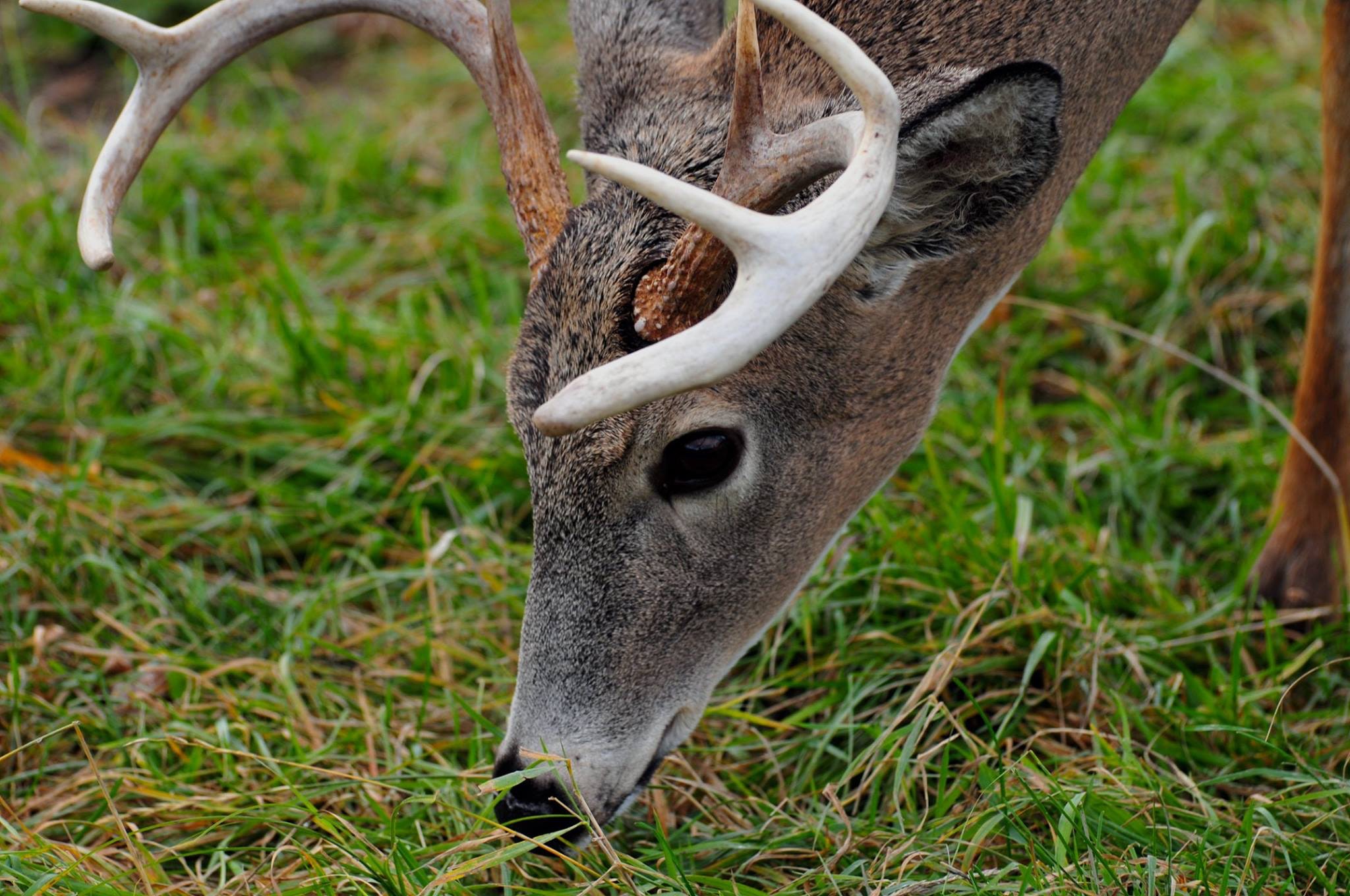 Easiest Food Plots for Deer - HuntingSage