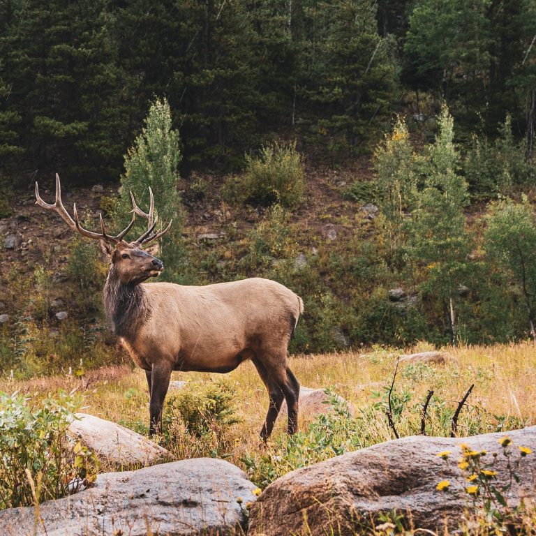 Best Game Cart for Elk - HuntingSage