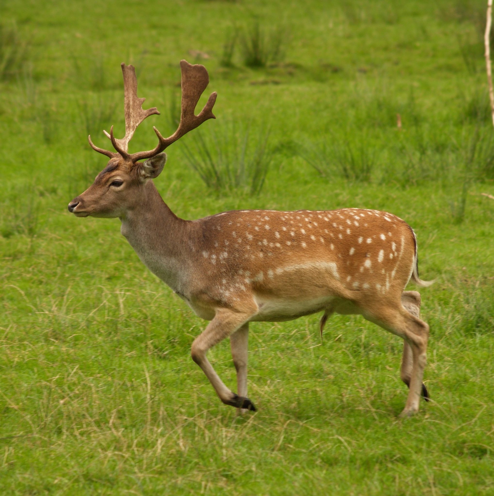 Best Tasting Deer Species - HuntingSage