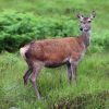 Best Tasting Deer Species - HuntingSage