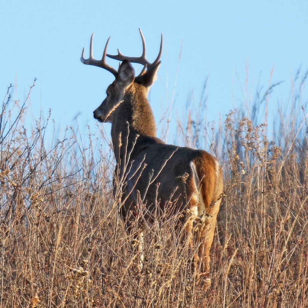 How Often Do You See Deer When Hunting? - HuntingSage
