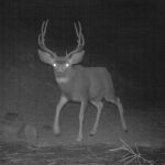 Can Deer See Red Flashlight at Night? - HuntingSage