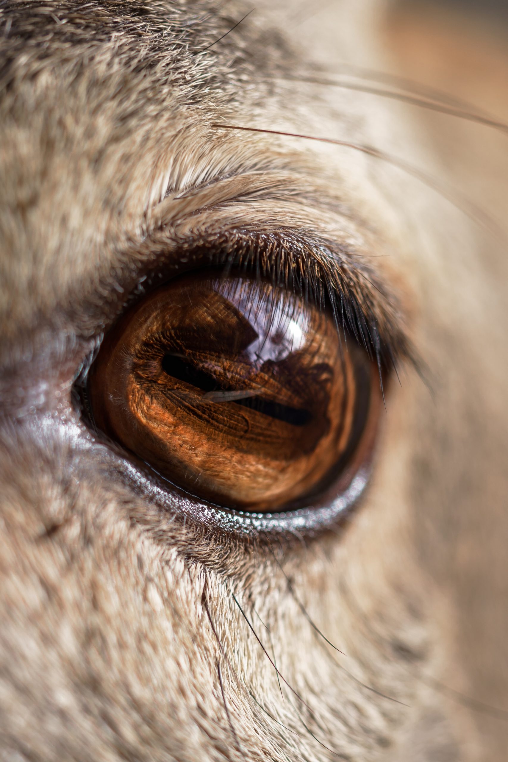 Can Deer See Red Flashlight at Night? - HuntingSage