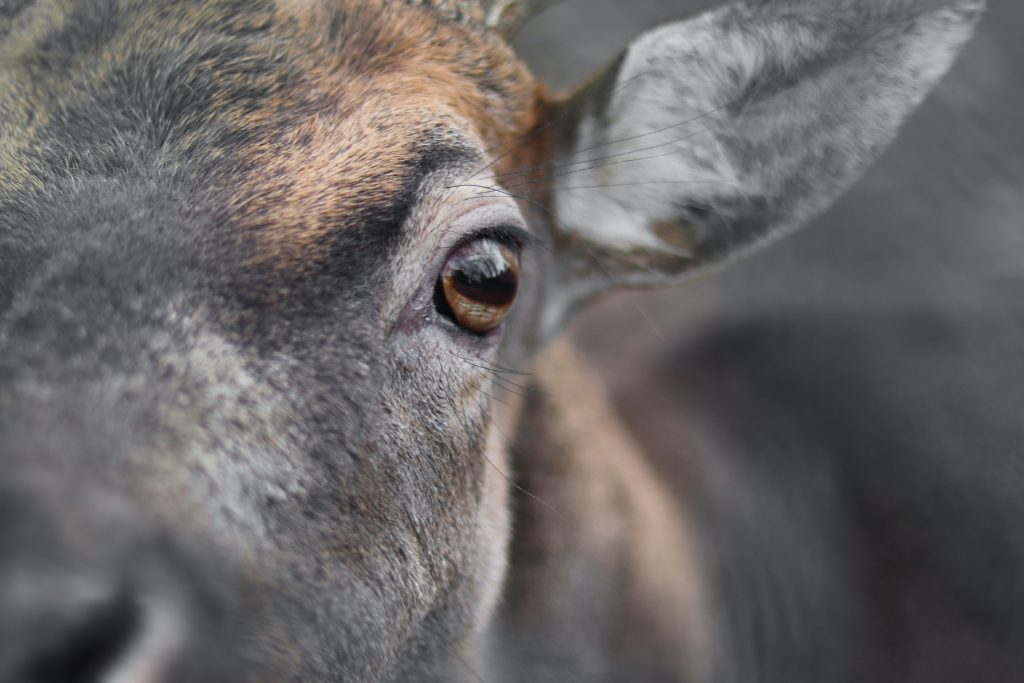 Can Deer See Red Flashlight at Night? - HuntingSage