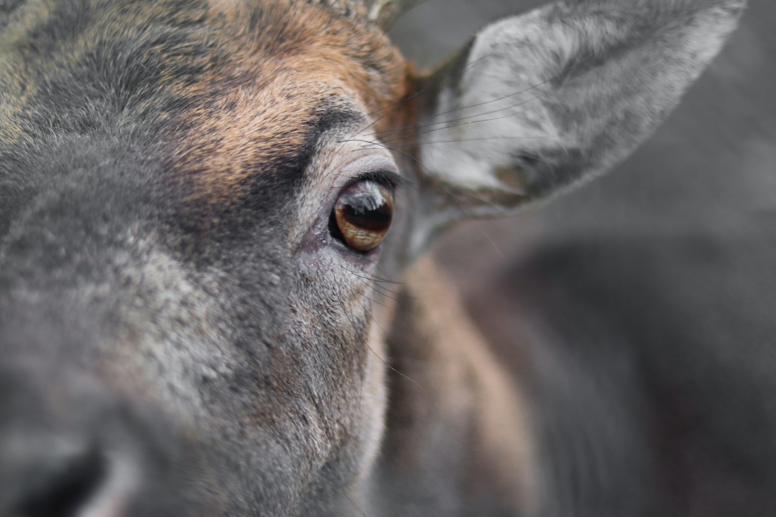 Can Deer See Red Flashlight at Night? - HuntingSage