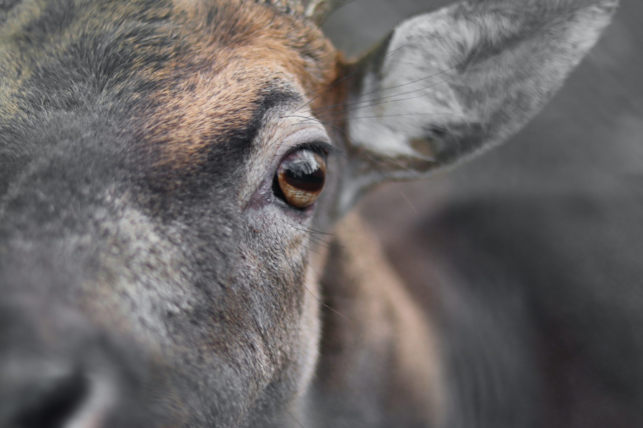 Can Deer See Red Flashlight at Night? - HuntingSage