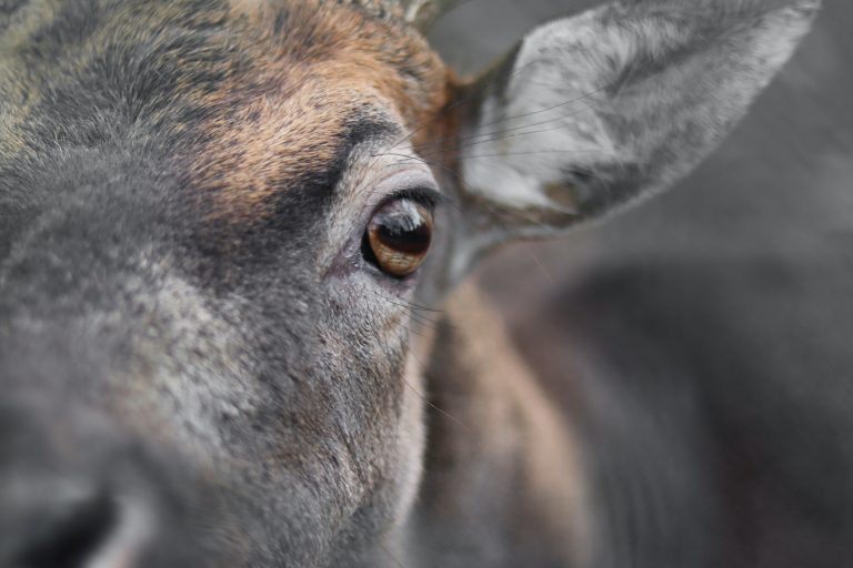 Can Deer See Red Flashlight at Night? - HuntingSage