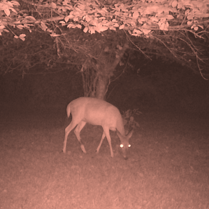 Can Deer See Red Flashlight at Night? - HuntingSage