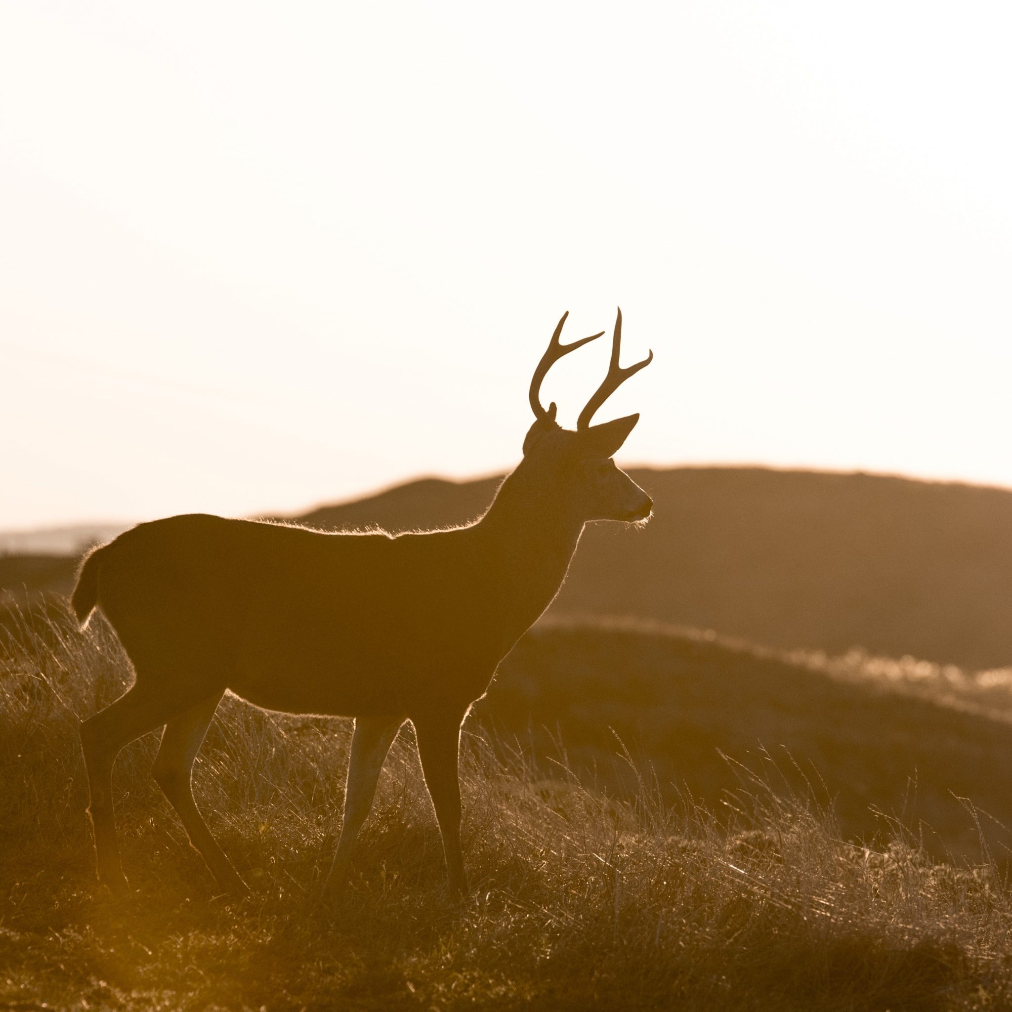 4 Point Buck Age - HuntingSage