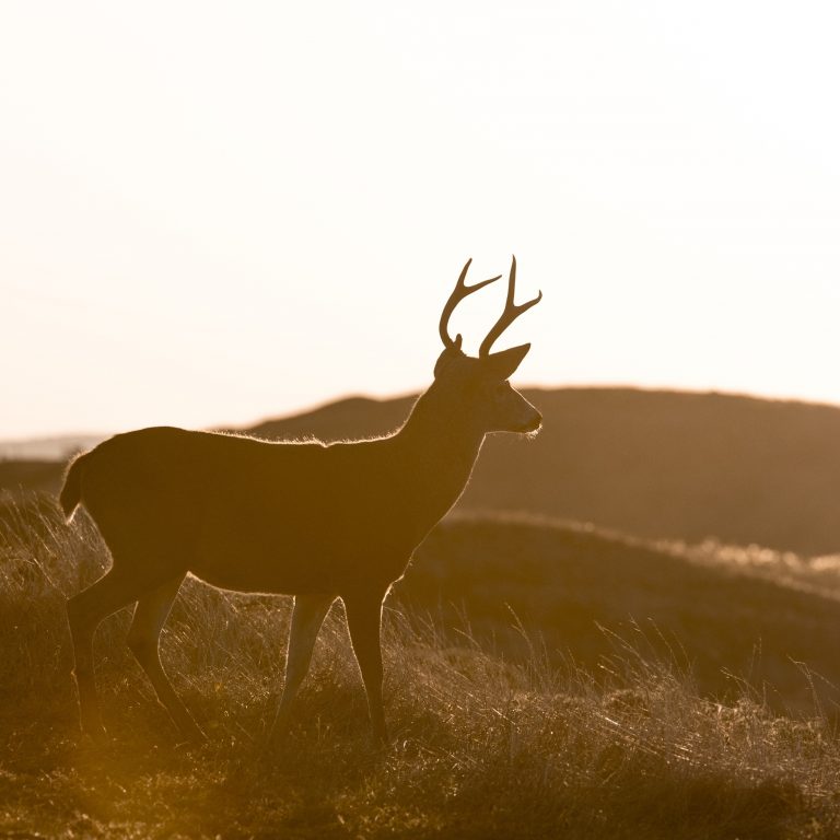 4 Point Buck Age - HuntingSage