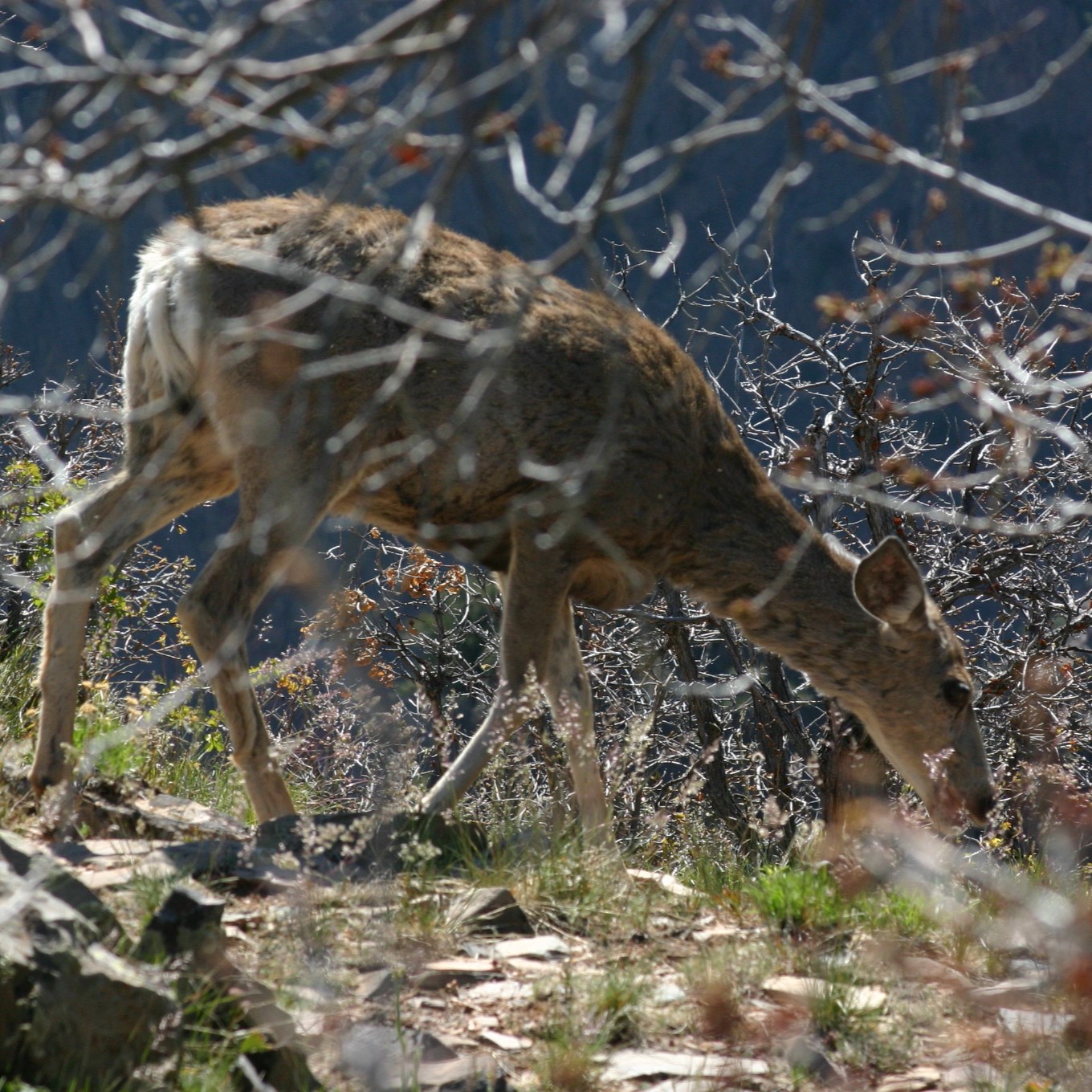 Do Deer Eat Fish? - HuntingSage