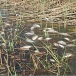 Do Deer Eat Fish? - HuntingSage