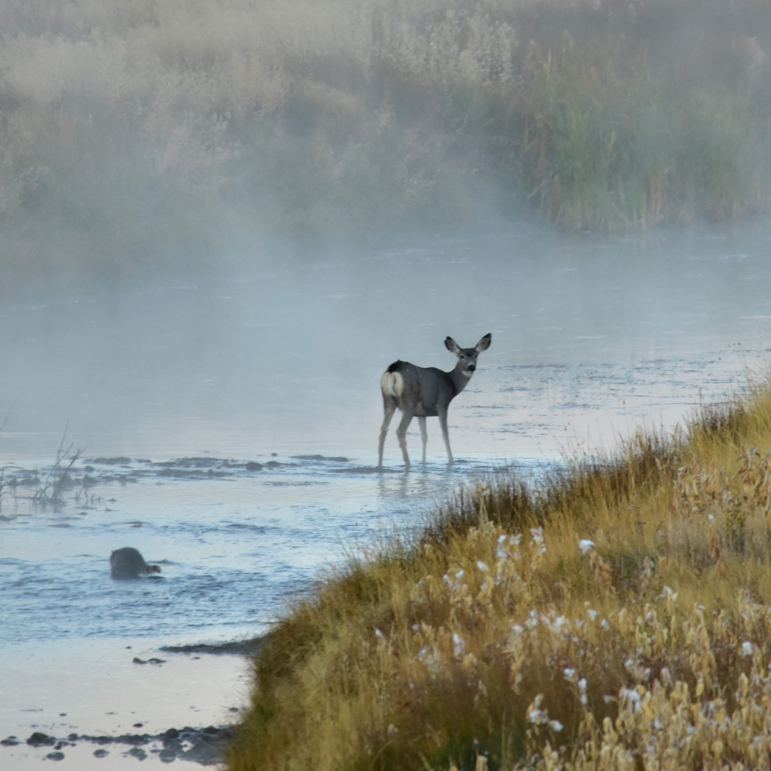 Do Deer Eat Fish? - HuntingSage