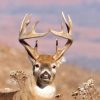 4 Point Buck Age - HuntingSage
