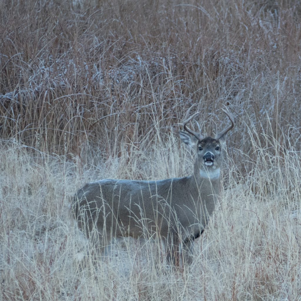 4 Point Buck Age - HuntingSage