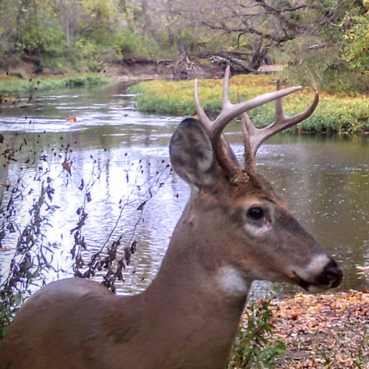 4 Point Buck Age - HuntingSage