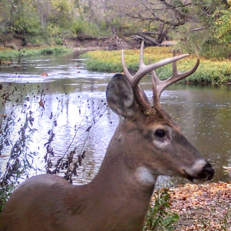 4 Point Buck Age - HuntingSage